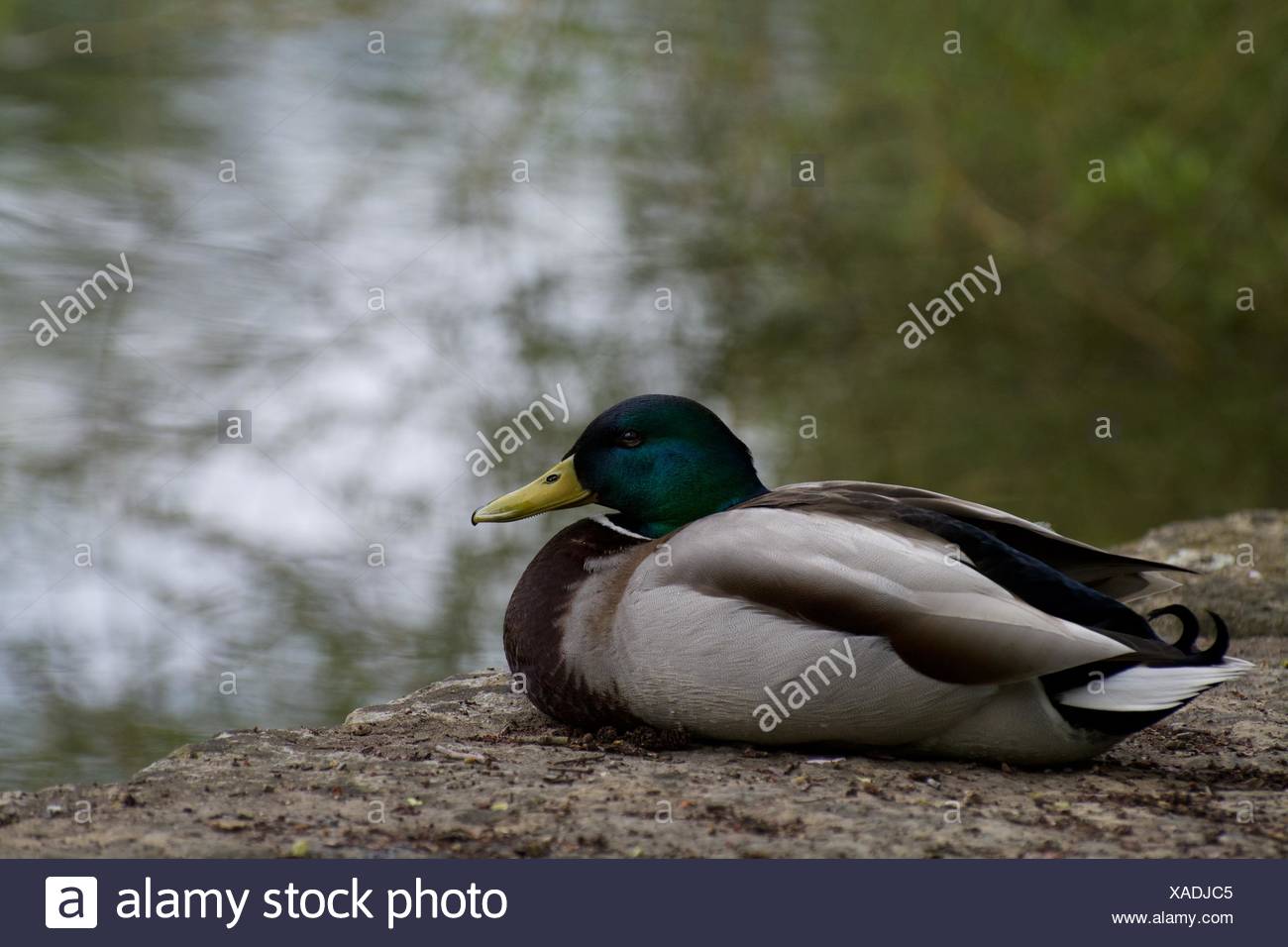 Mallard Duck Side View High Resolution Stock Photography and Images - Alamy