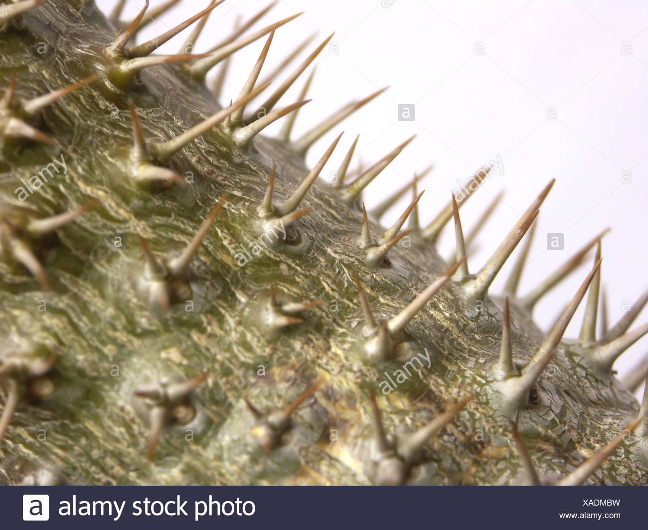 Wart Cactus High Resolution Stock Photography and Images - Alamy