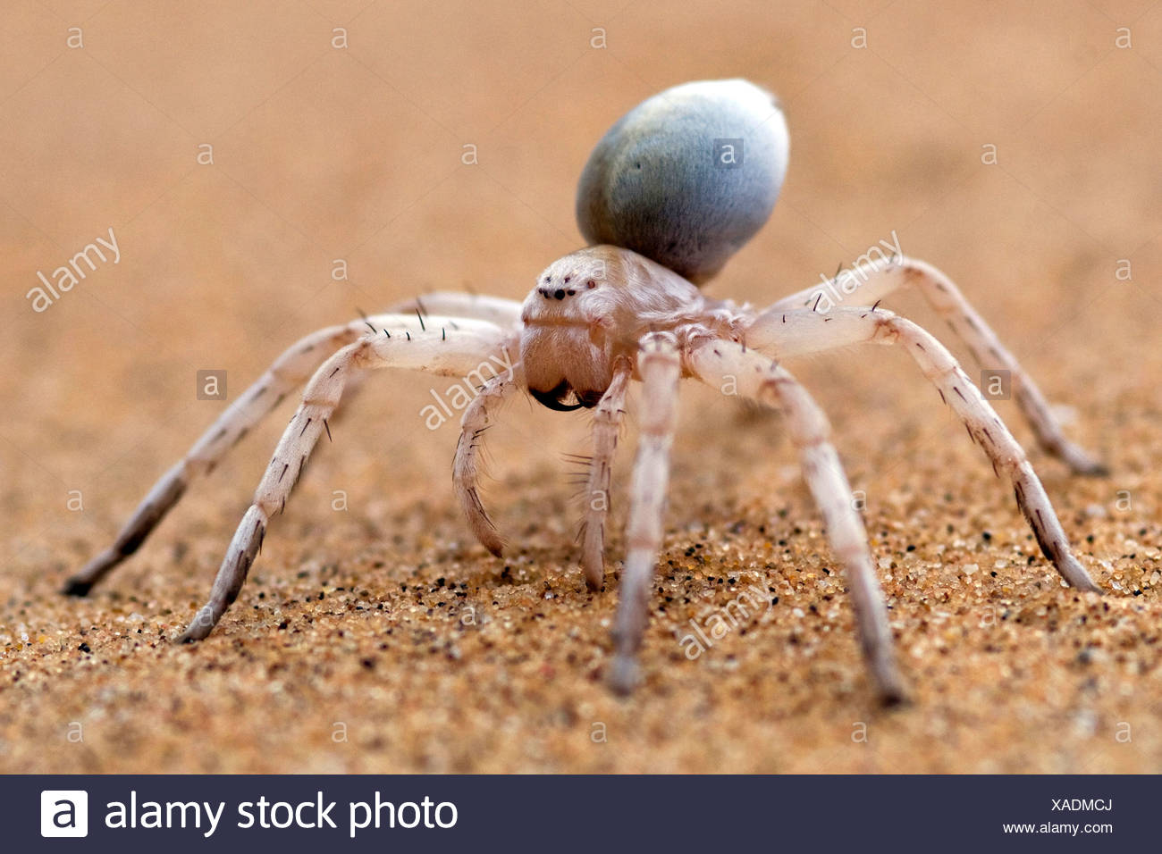 Dancing White Lady Spider High Resolution Stock Photography and Images ...