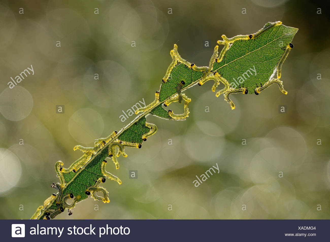 Sawfly Larva High Resolution Stock Photography and Images - Alamy