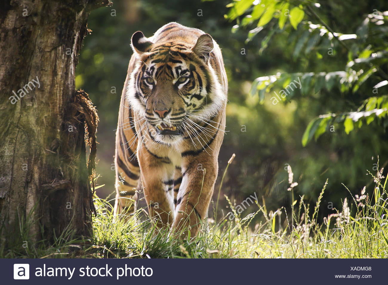 Panthera Tigris Sumatrae High Resolution Stock Photography and Images - Alamy