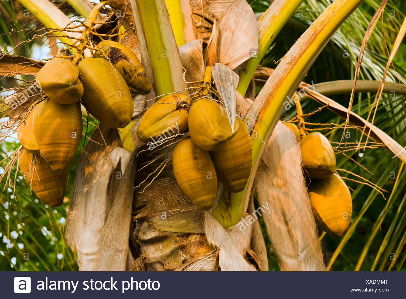 Coconut Tree Grove High Resolution Stock Photography and Images - Alamy