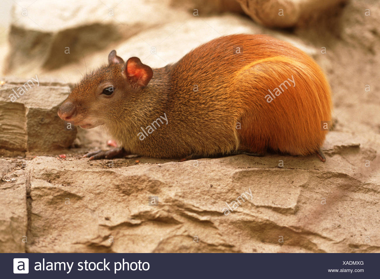 Orange Agouti High Resolution Stock Photography and Images - Alamy