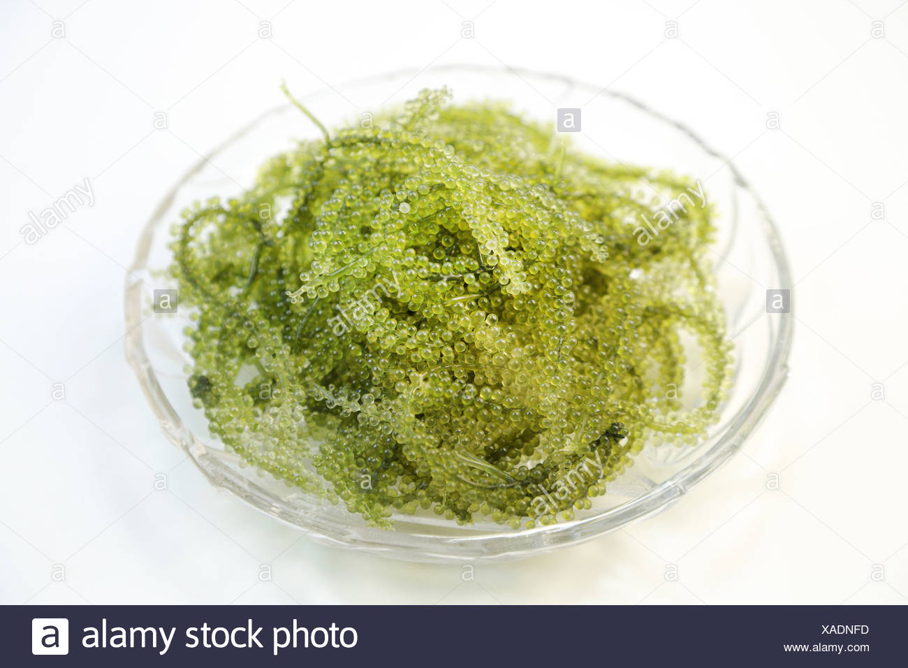 Caulerpa Lentillifera High Resolution Stock Photography and Images - Alamy