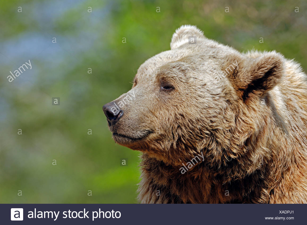 Syrian Brown Bear High Resolution Stock Photography and Images - Alamy