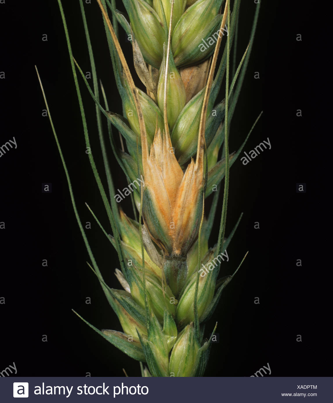 Head Of Wheat Grains High Resolution Stock Photography and Images - Alamy