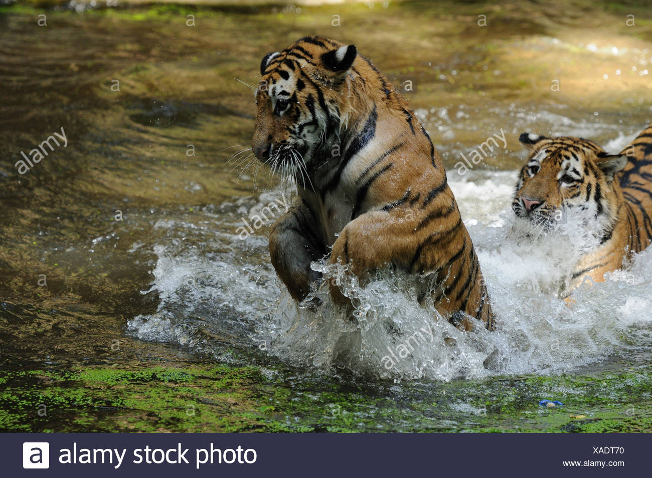 Tiger Jumping Water High Resolution Stock Photography and Images - Alamy
