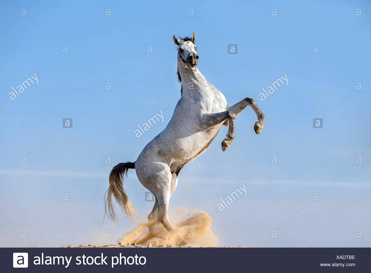 Arabian Horse Gray Stallion Rearing Stock Photos & Arabian Horse Gray ...