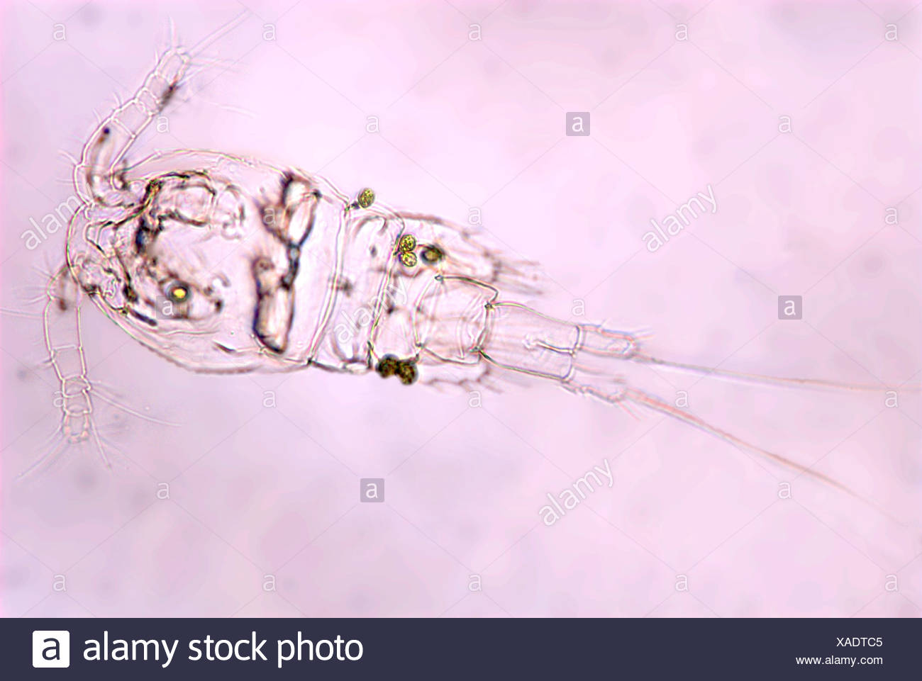 Cyclops Copepod Stock Photos & Cyclops Copepod Stock Images - Alamy