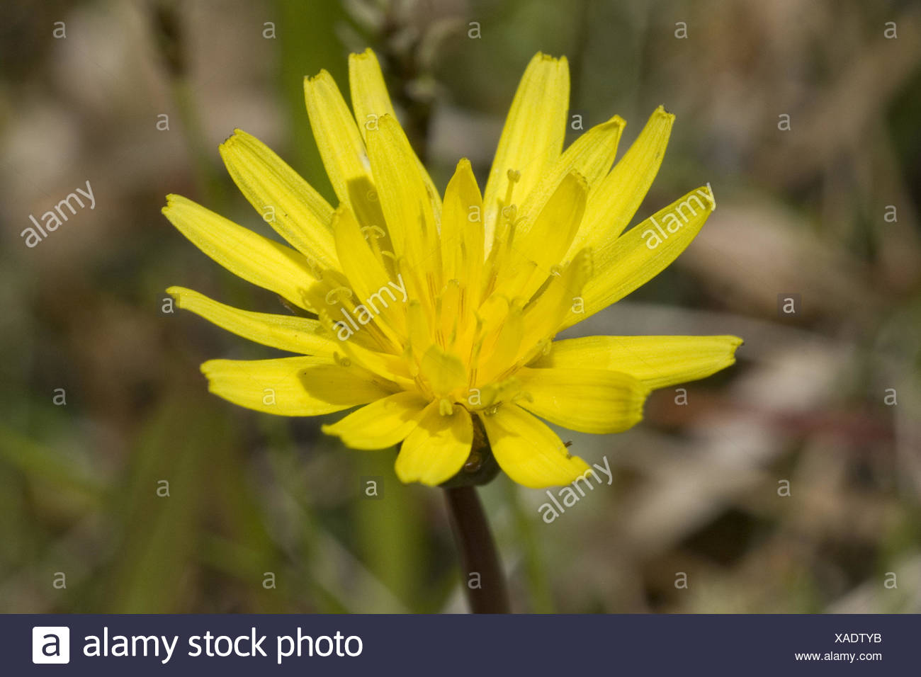 Marsh Flower Stock Photos & Marsh Flower Stock Images - Alamy