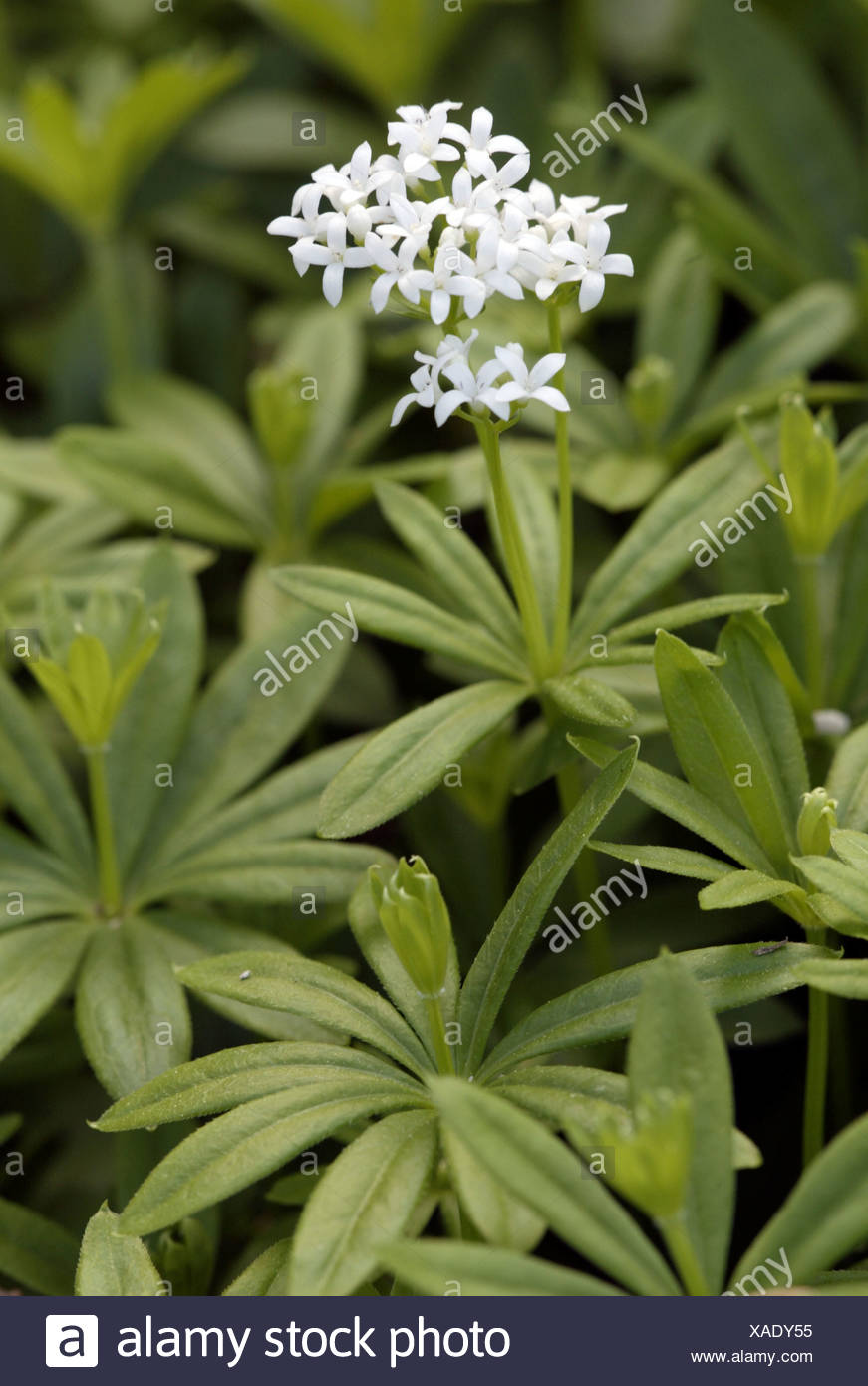 Asperula High Resolution Stock Photography and Images - Alamy