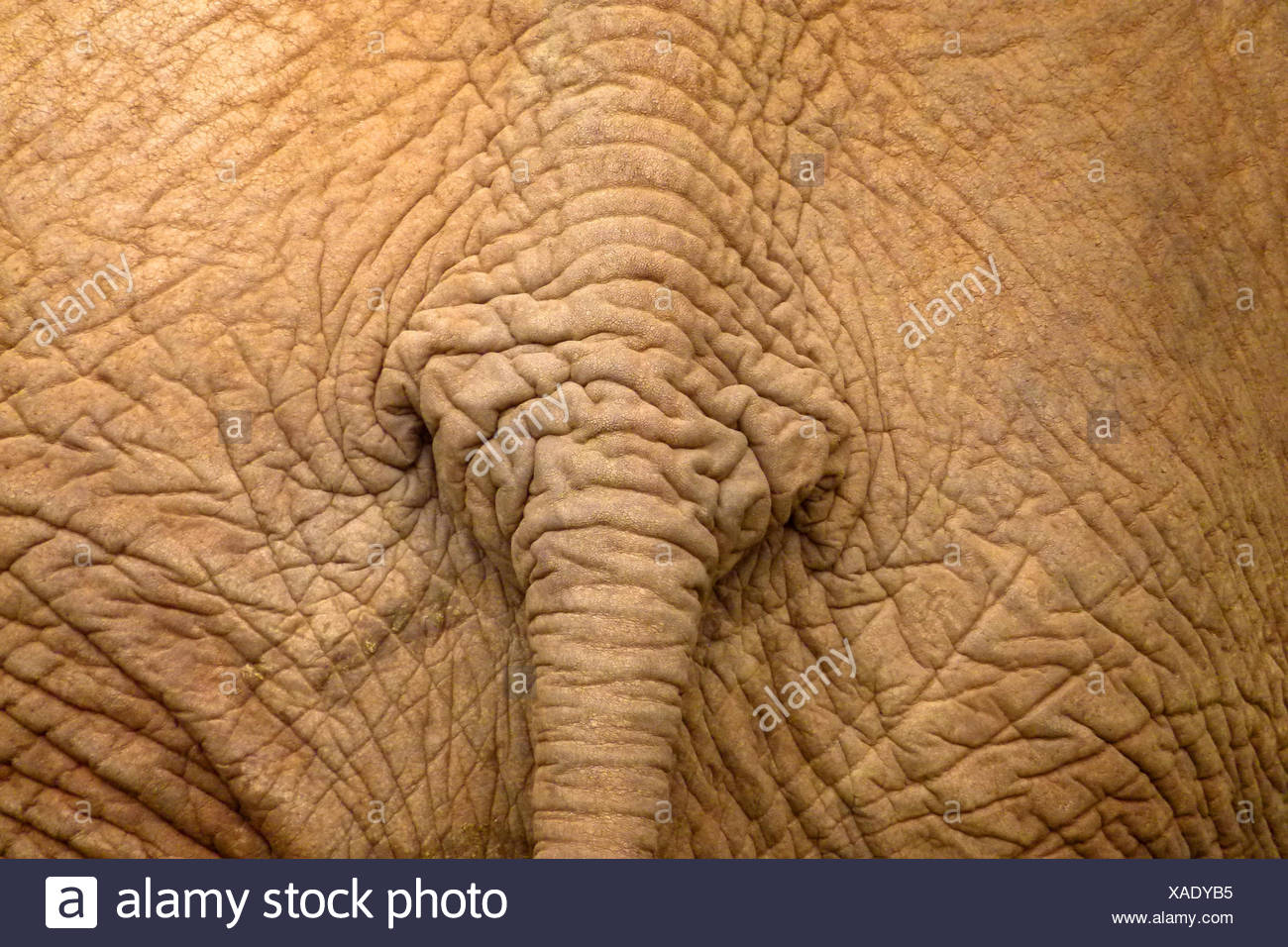 Elephants Backside High Resolution Stock Photography and Images - Alamy