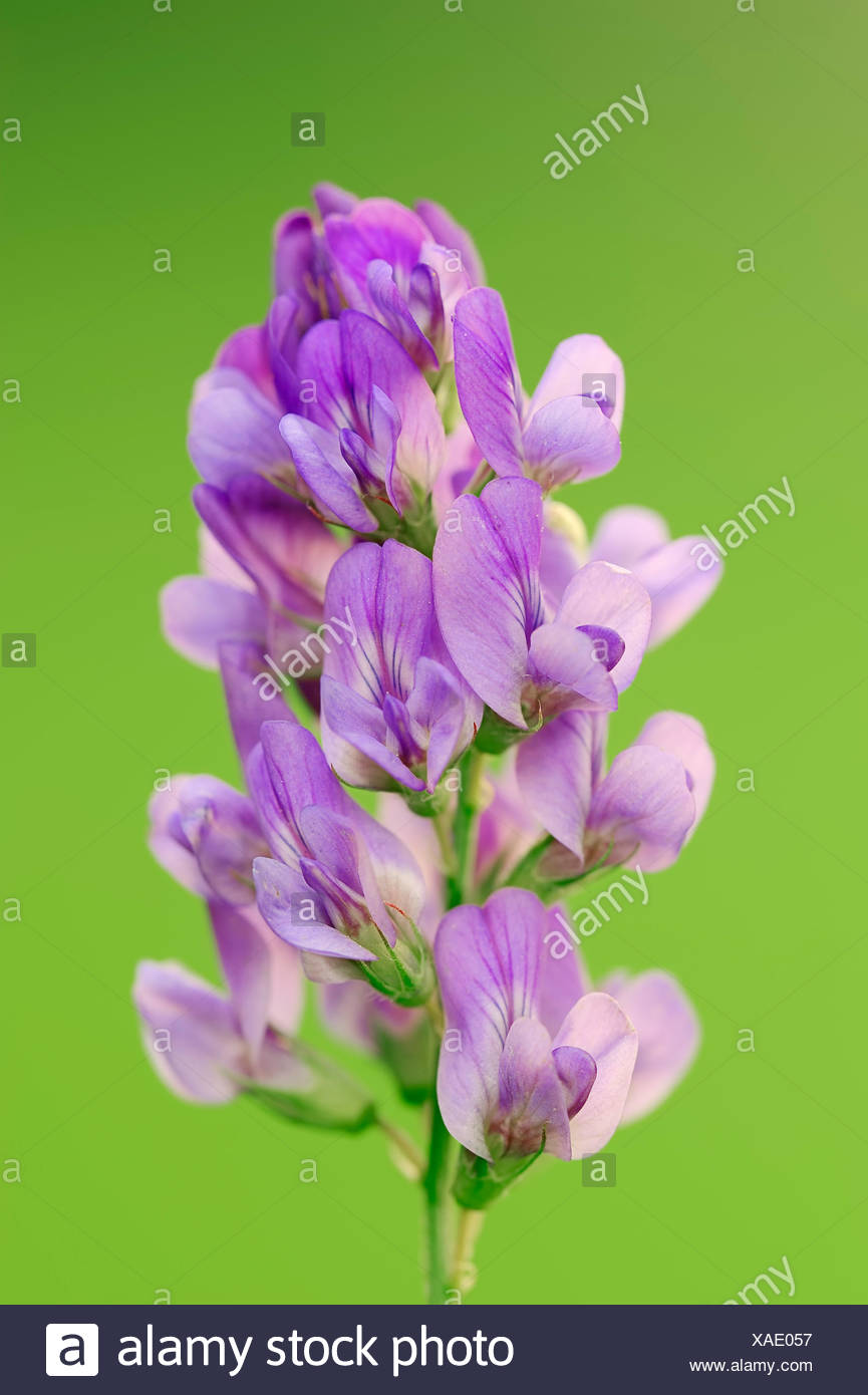Lucerne Plant High Resolution Stock Photography and Images - Alamy