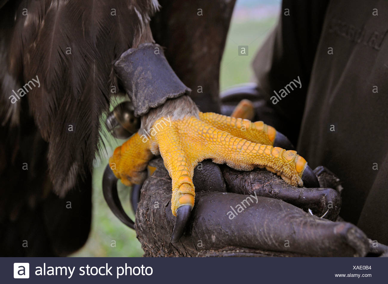 Claws Bird Close Up High Resolution Stock Photography and Images - Alamy
