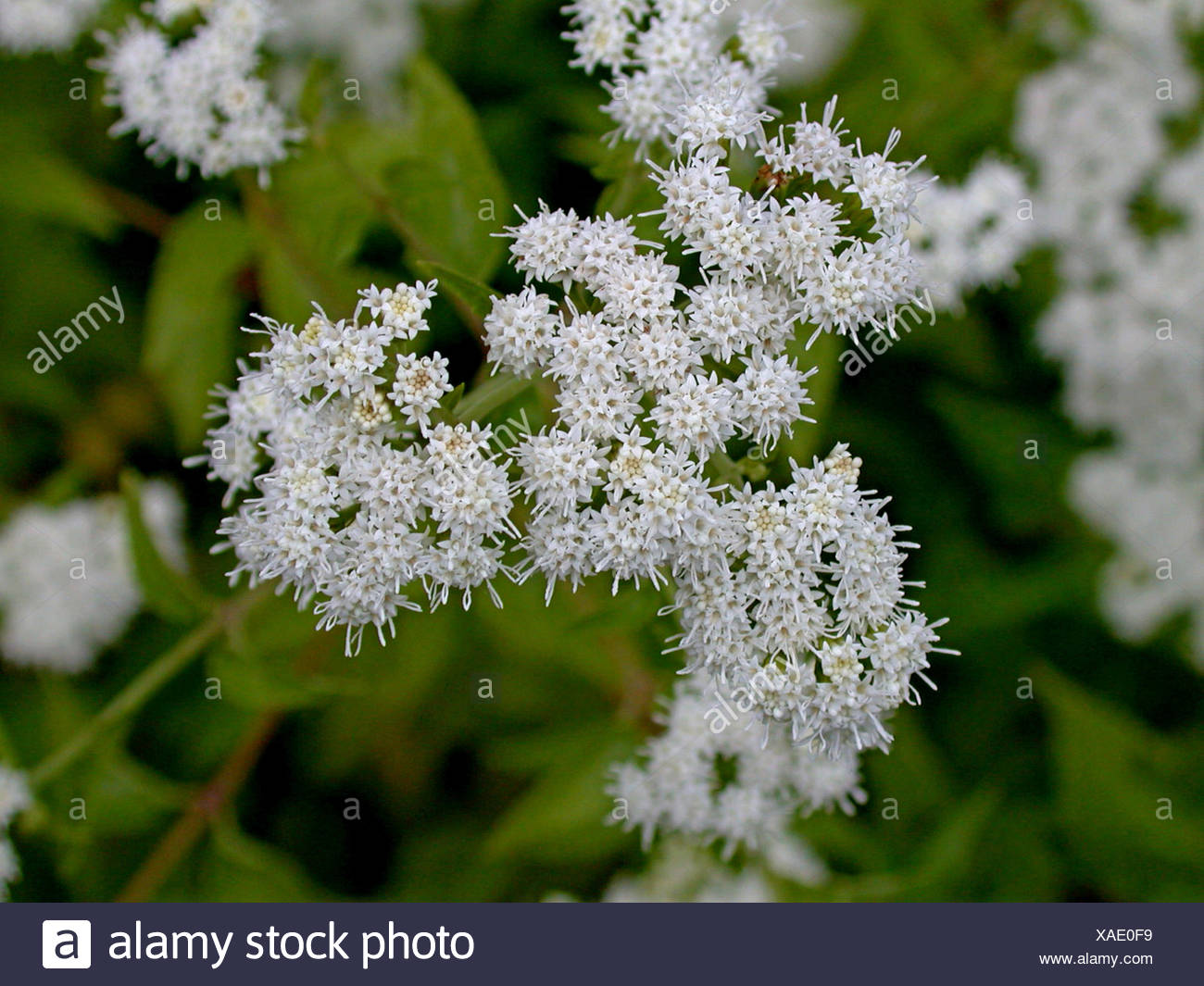 Snakeroot Stock Photos & Snakeroot Stock Images - Alamy