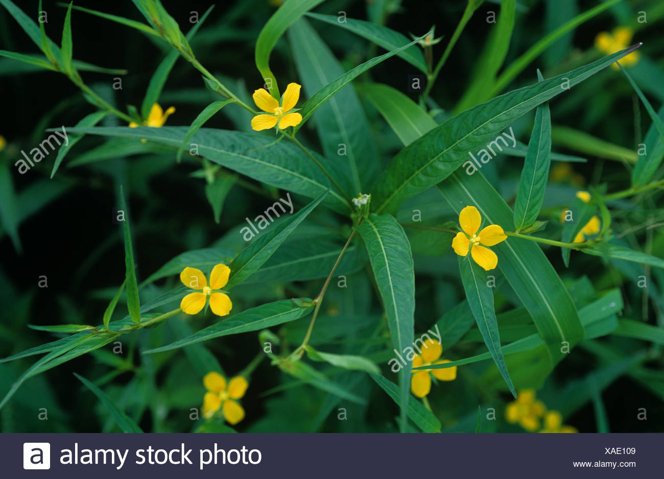 Water Primrose Stock Photos & Water Primrose Stock Images - Alamy