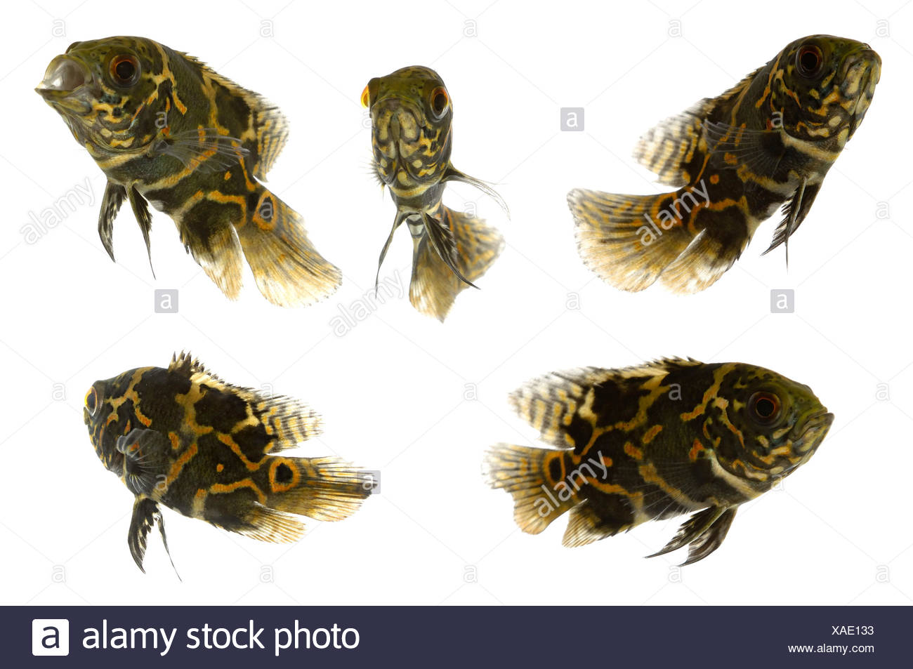 Tiger Oscar High Resolution Stock Photography and Images - Alamy