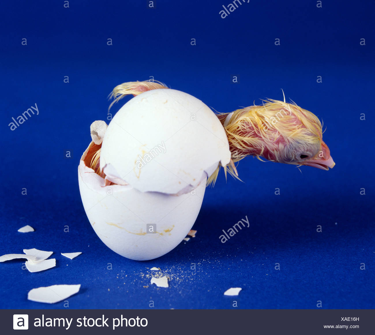 White Leghorn High Resolution Stock Photography and Images - Alamy
