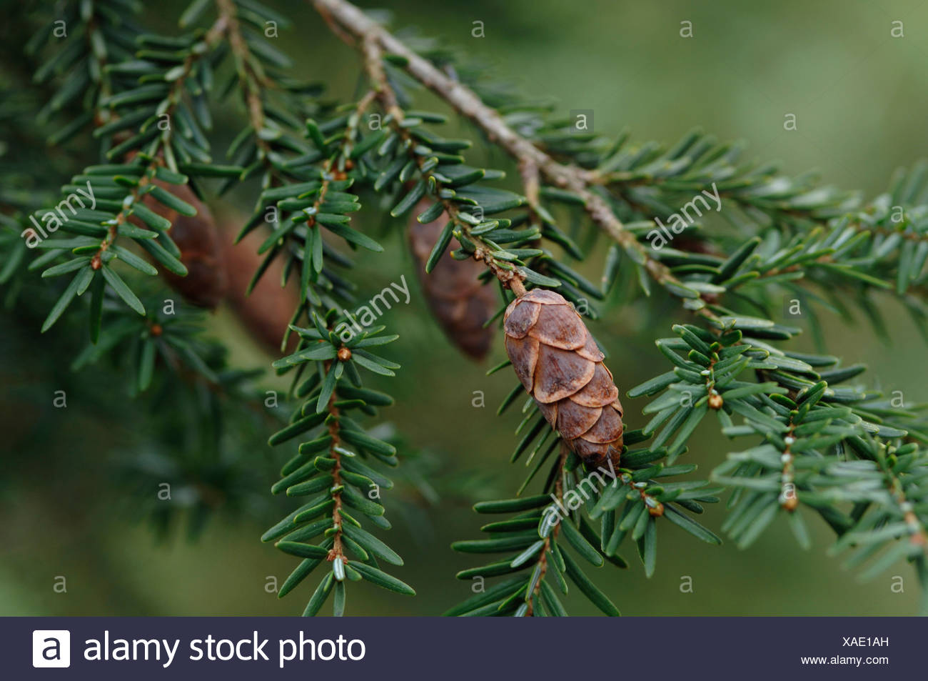 Hemlock Tree Stock Photos & Hemlock Tree Stock Images - Alamy