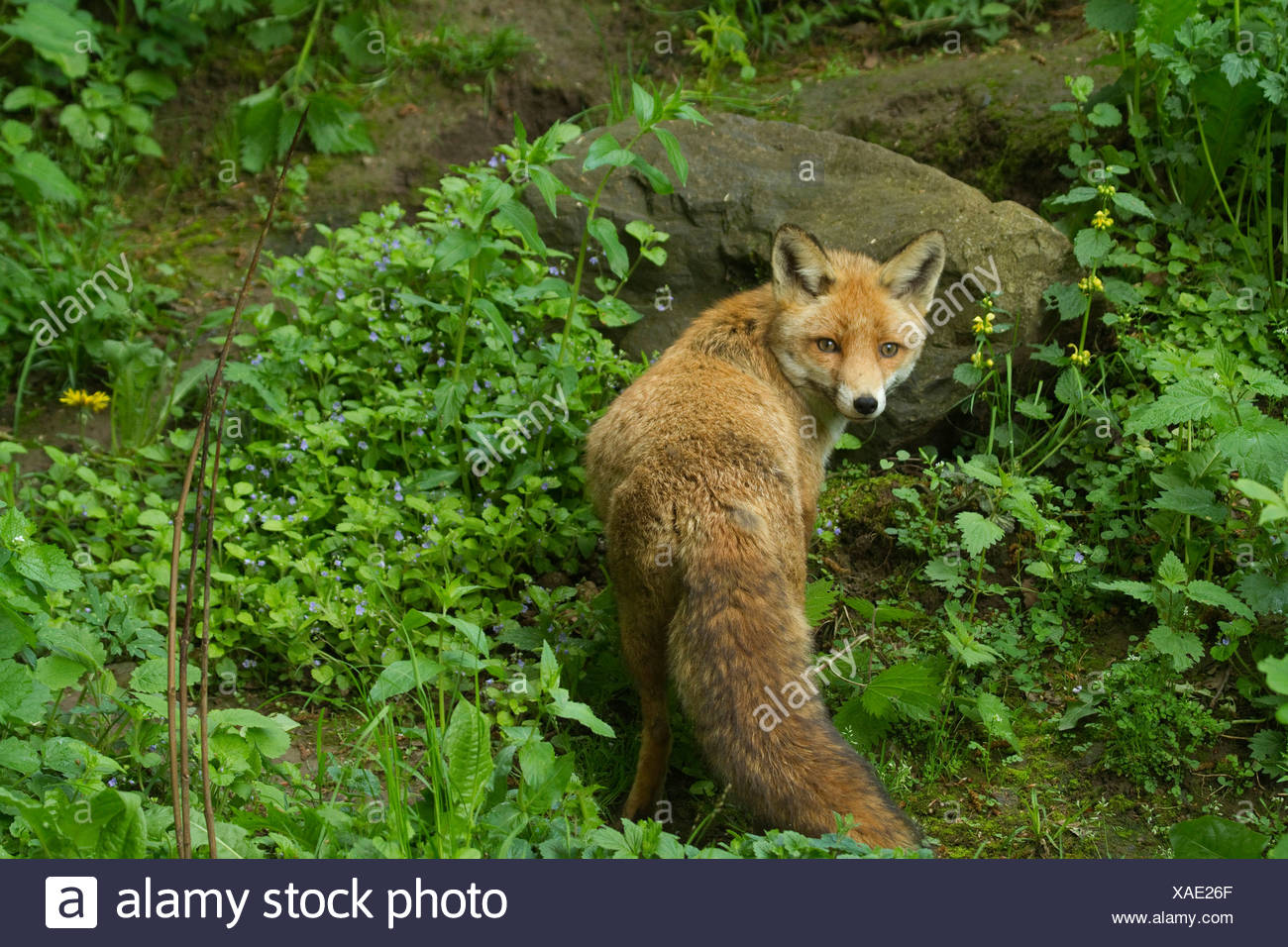 Rear View Of Foxes High Resolution Stock Photography and Images - Alamy