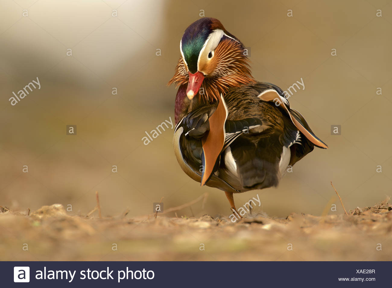 Mandarina Duck High Resolution Stock Photography and Images - Alamy