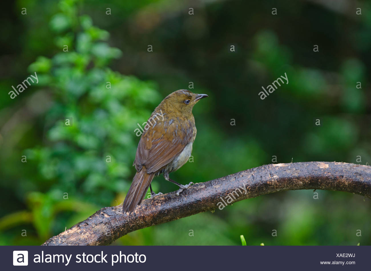 Cnemophilus Macgregorii High Resolution Stock Photography and Images ...