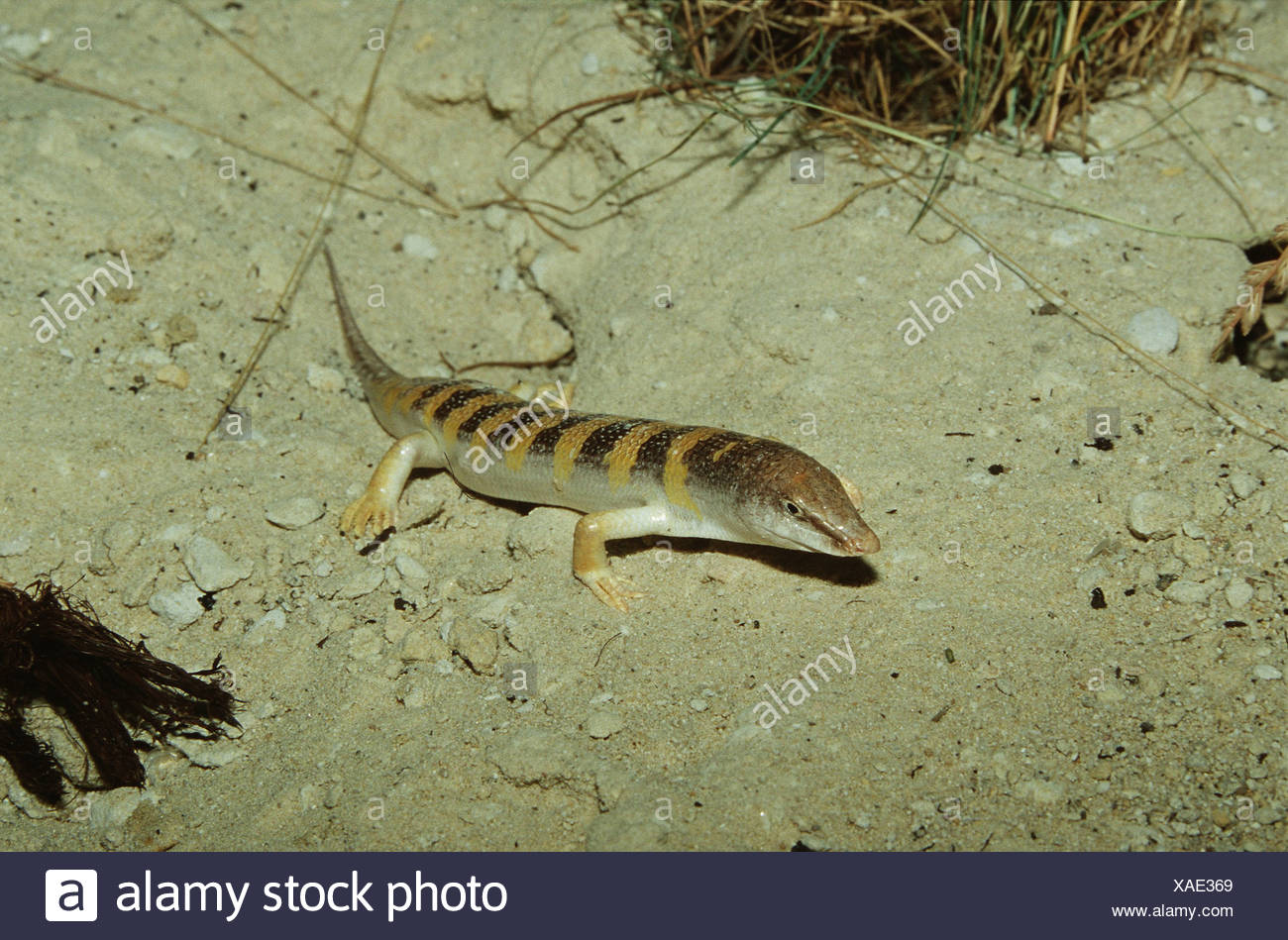 Sandfish High Resolution Stock Photography and Images - Alamy