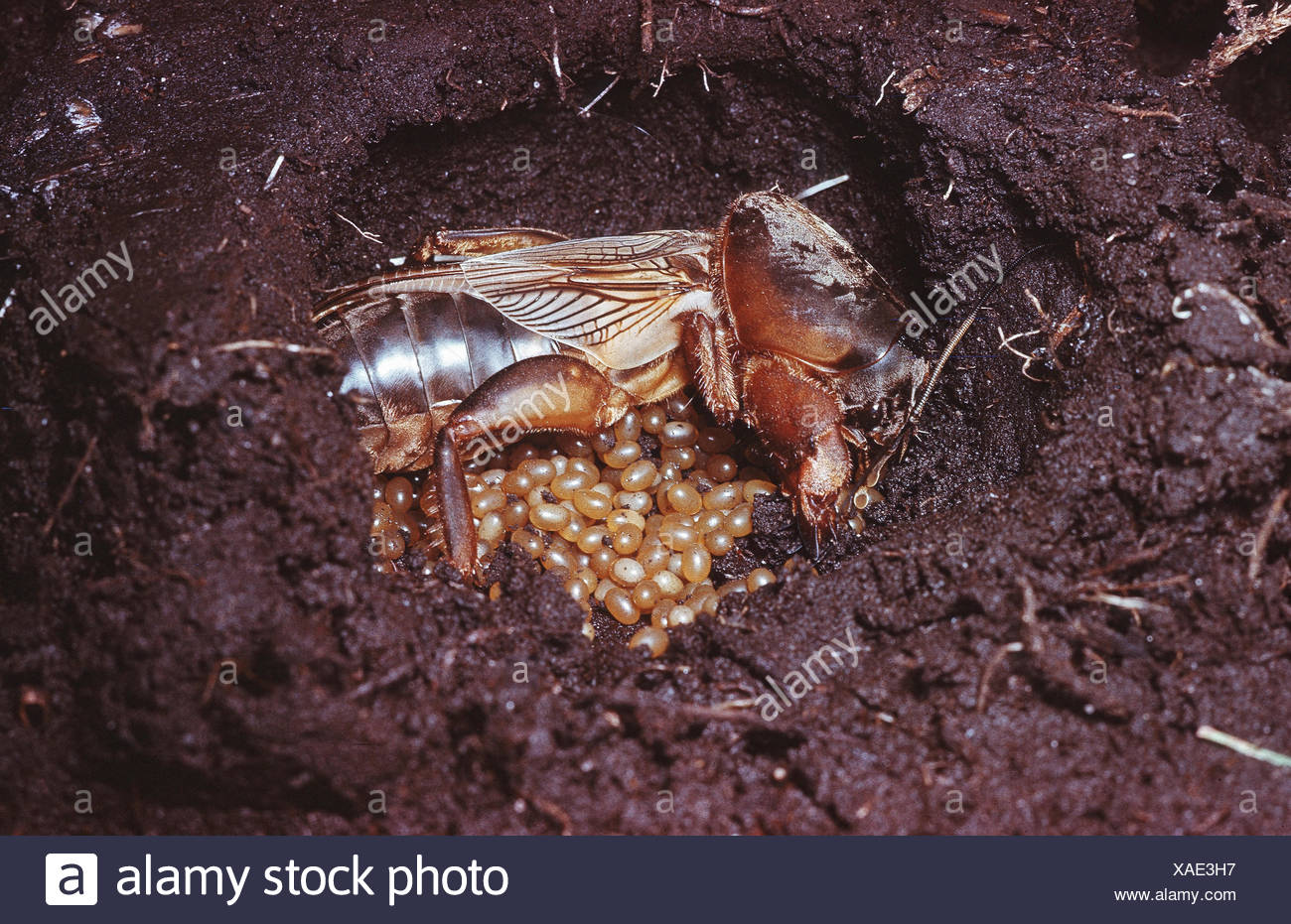 Cricket Laying Eggs High Resolution Stock Photography and Images - Alamy