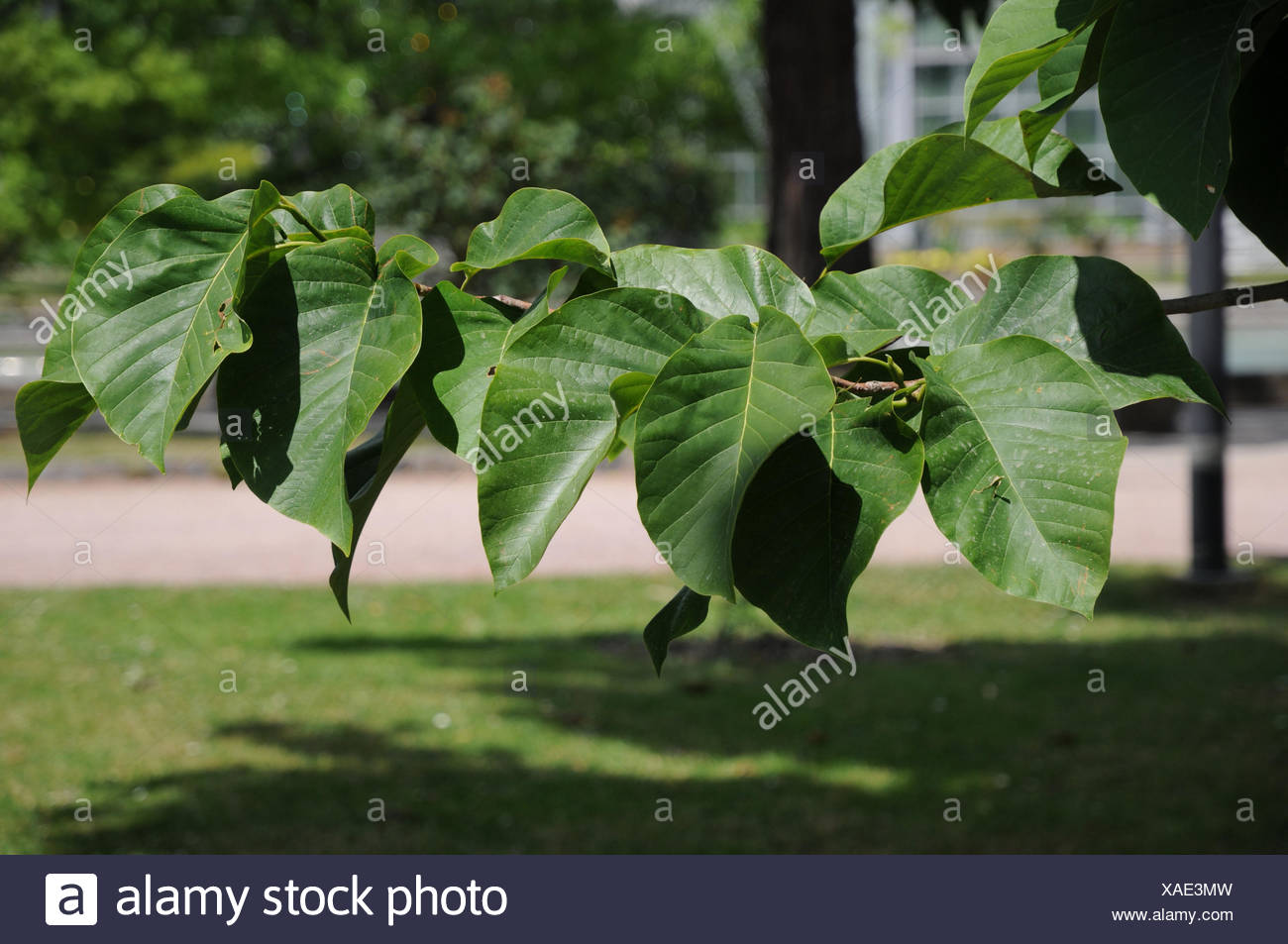Cucumber Tree Magnolia Acuminata High Resolution Stock Photography and ...