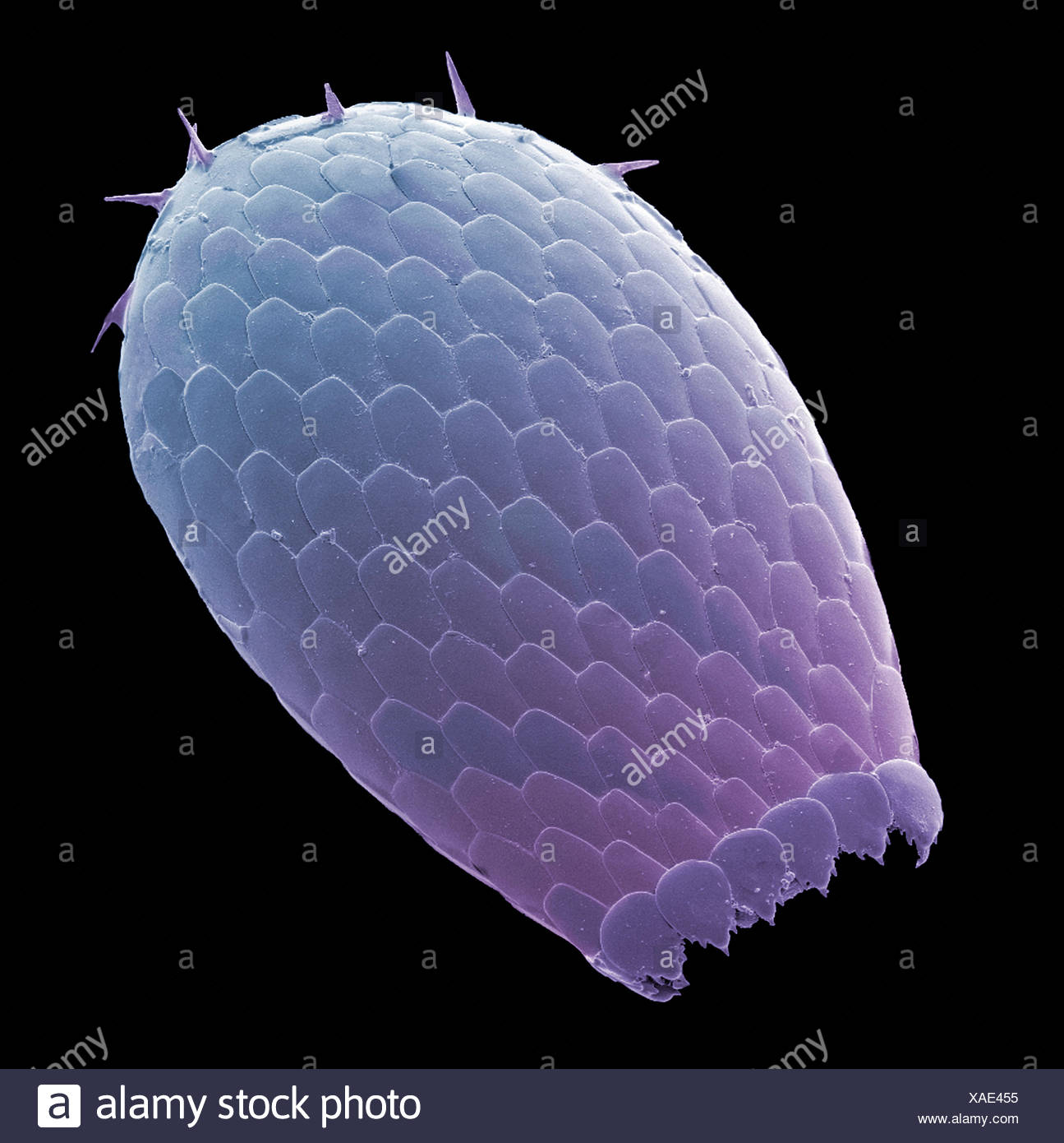 Amoeba Micrograph High Resolution Stock Photography and Images - Alamy