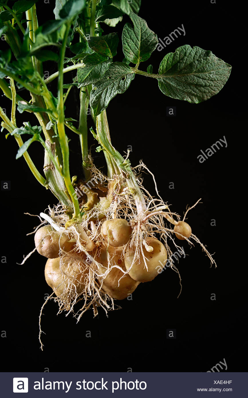 Potato Plant Roots High Resolution Stock Photography and Images - Alamy