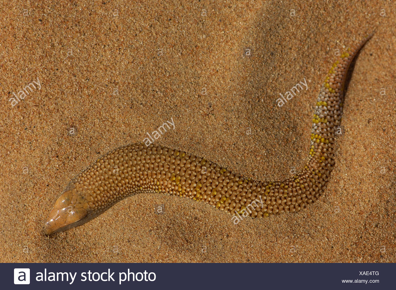 Sandfish High Resolution Stock Photography and Images - Alamy