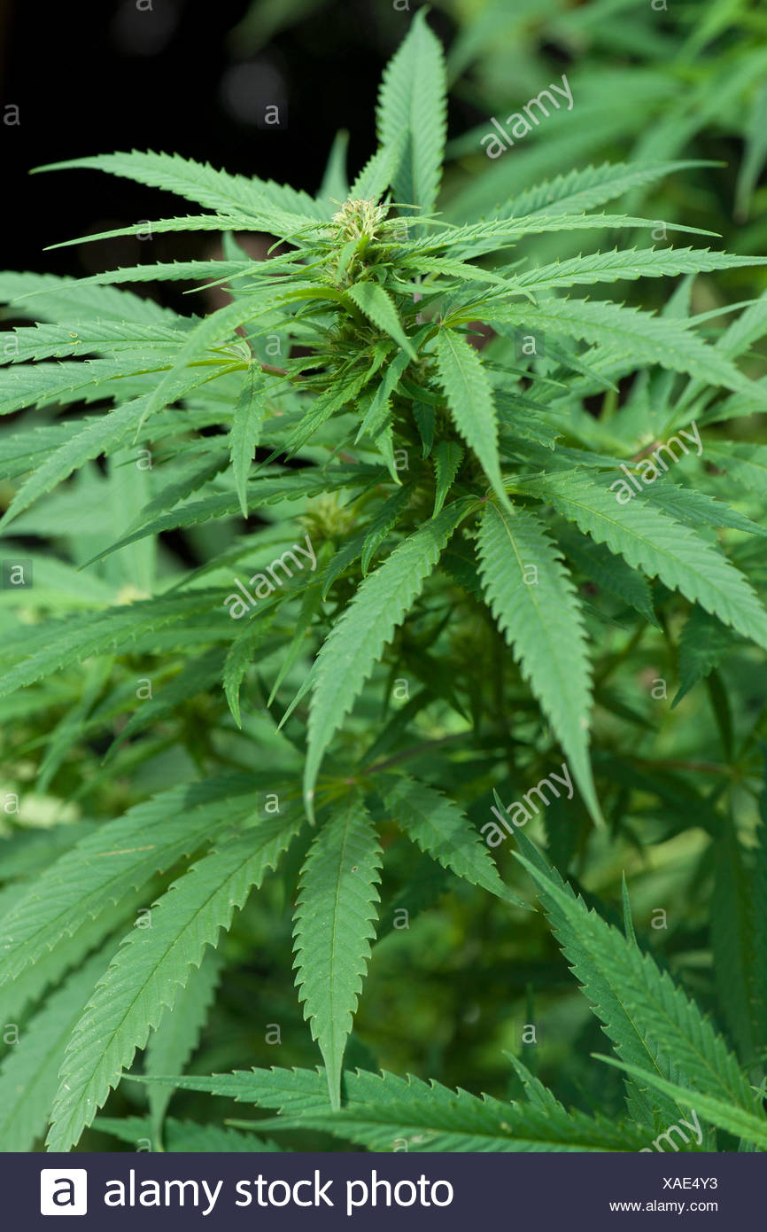 Indian Hemp Cannabis Indica High Resolution Stock Photography and ...