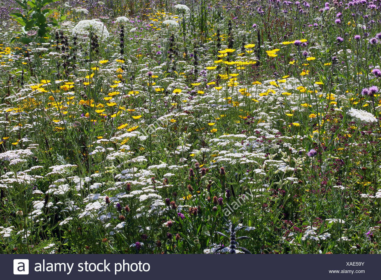 Ruderal Vegetation High Resolution Stock Photography and Images - Alamy