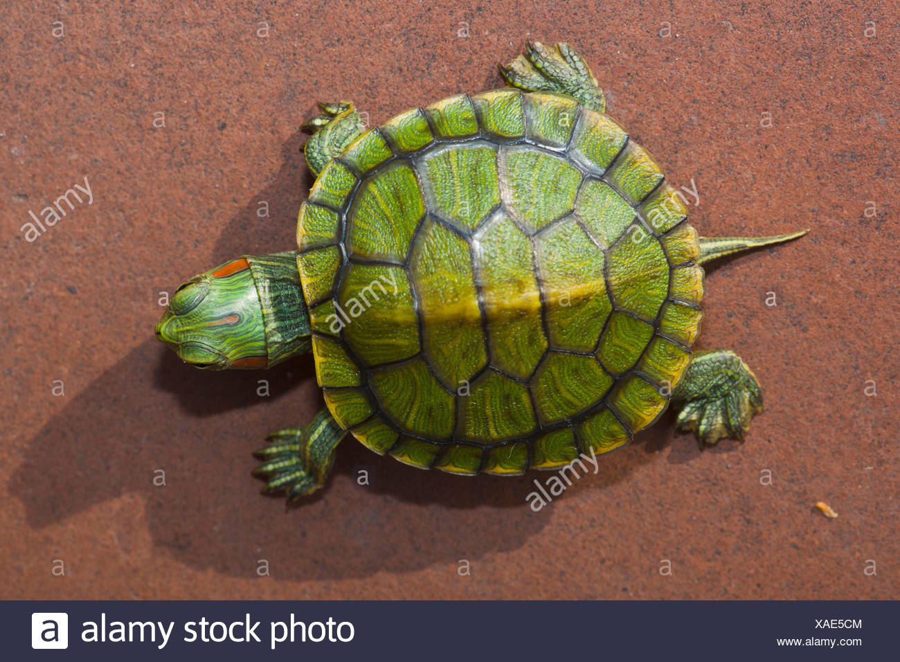 Slider Turtle Stock Photos & Slider Turtle Stock Images - Alamy
