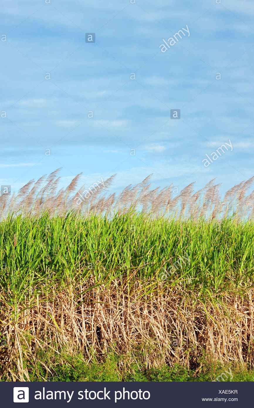 Sugar Cane Flowering High Resolution Stock Photography and Images - Alamy