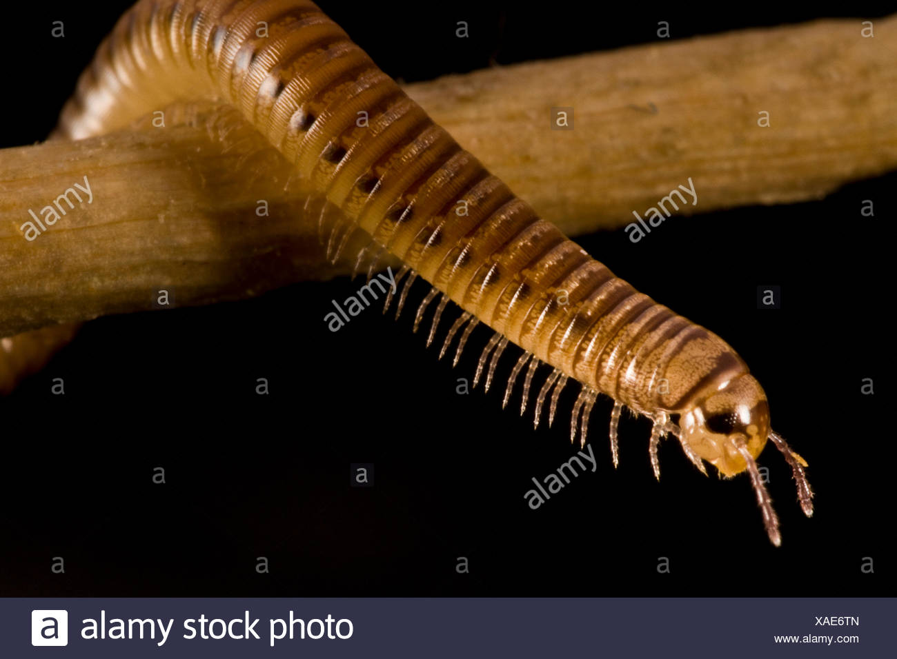 Centipede High Resolution Stock Photography and Images - Alamy