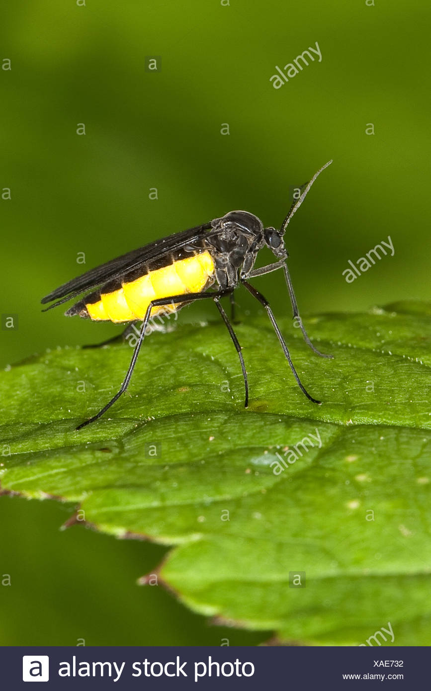 Fungus Gnat Stock Photos & Fungus Gnat Stock Images - Alamy
