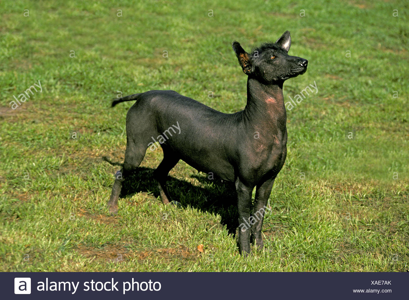Xoloitzcuintle High Resolution Stock Photography and Images - Alamy