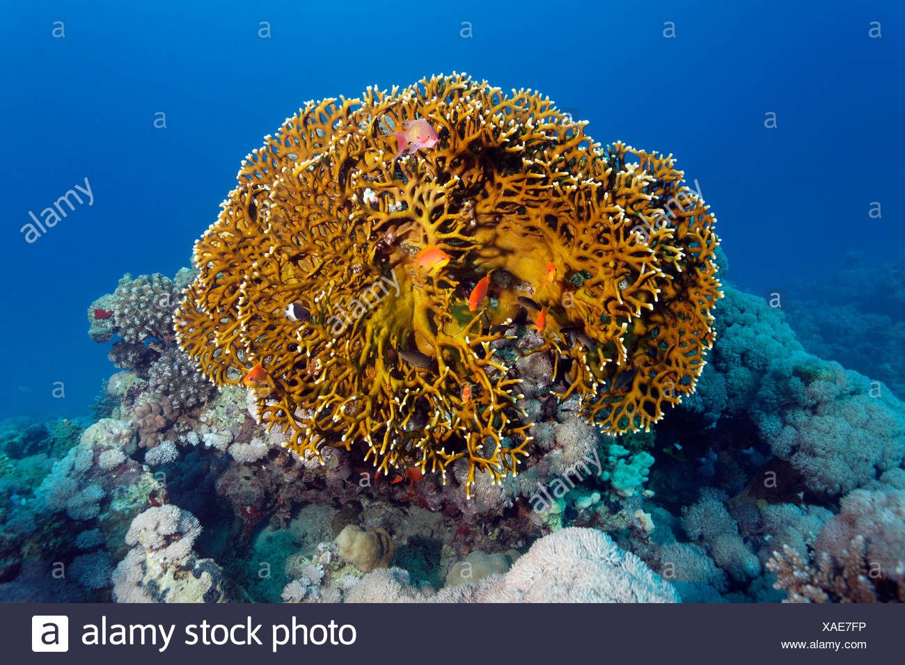 Fire Coral Coral High Resolution Stock Photography and Images - Alamy