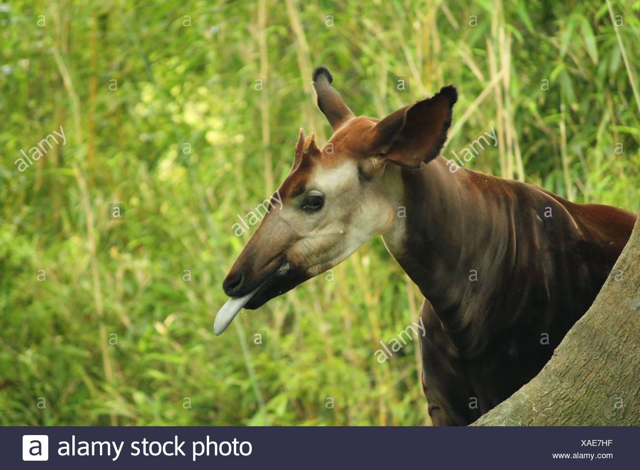 Okapi Tongue High Resolution Stock Photography and Images - Alamy