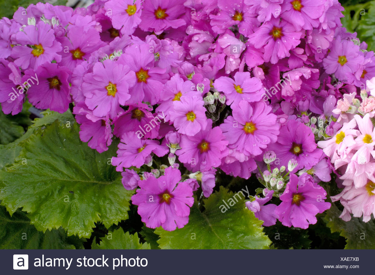 Fairy Primrose Primula Malacoides Blooming High Resolution Stock ...