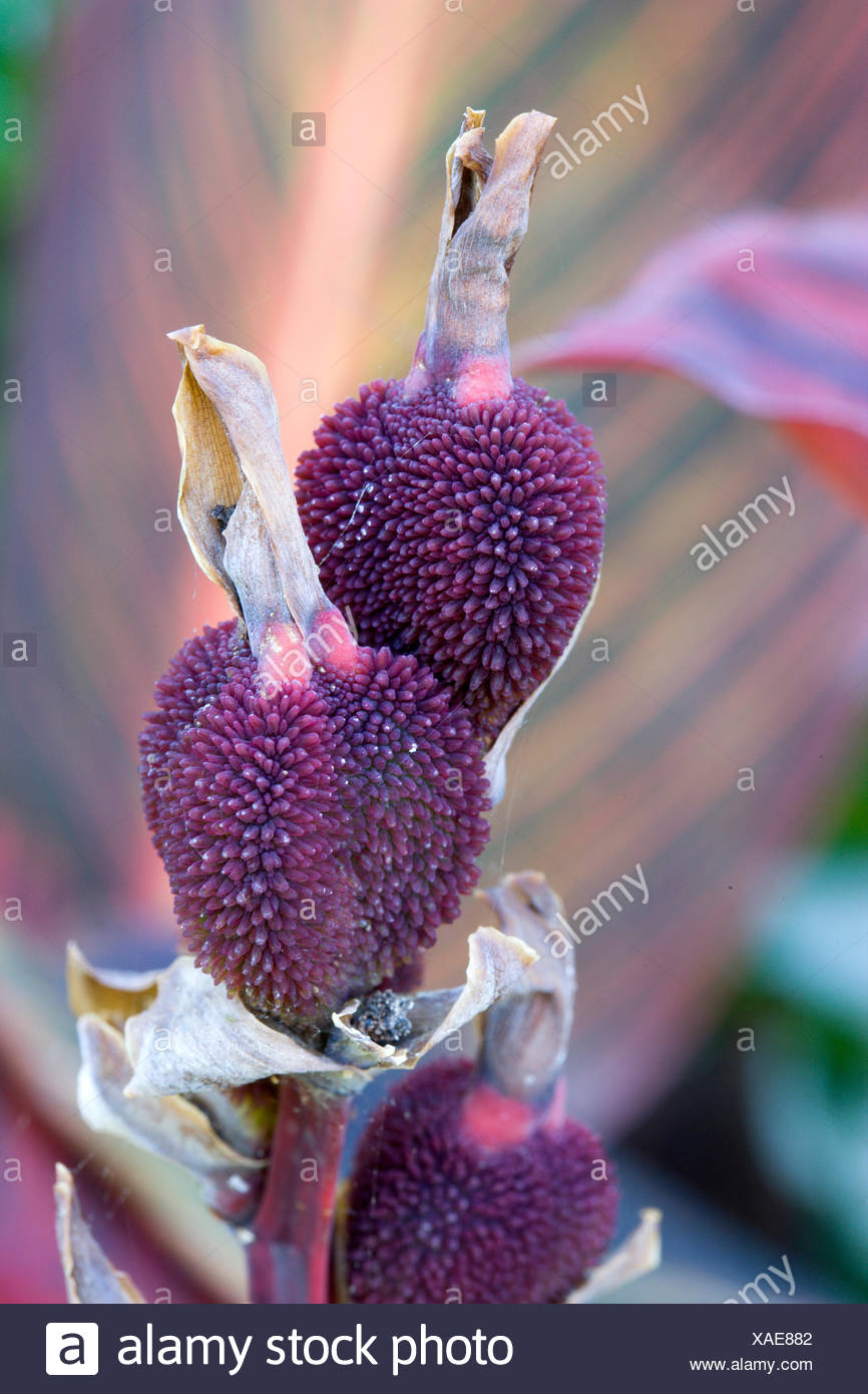Unusual Seed Pods High Resolution Stock Photography and Images - Alamy