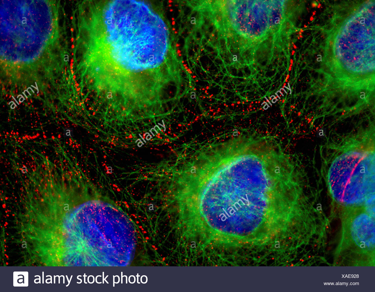 Microtubule Structure High Resolution Stock Photography and Images - Alamy