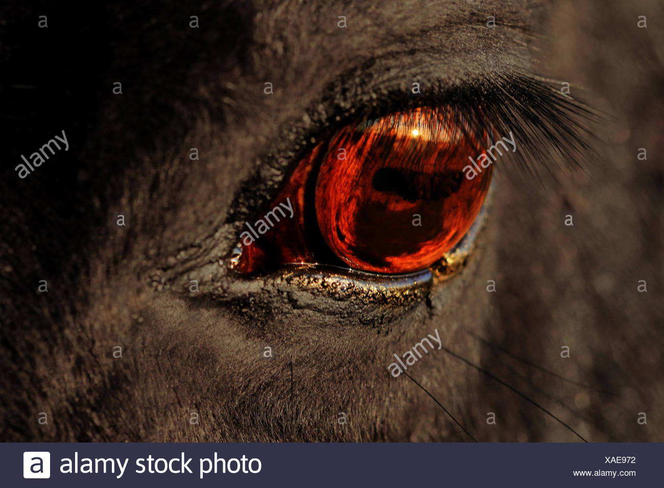 Sauron Eye High Resolution Stock Photography and Images - Alamy