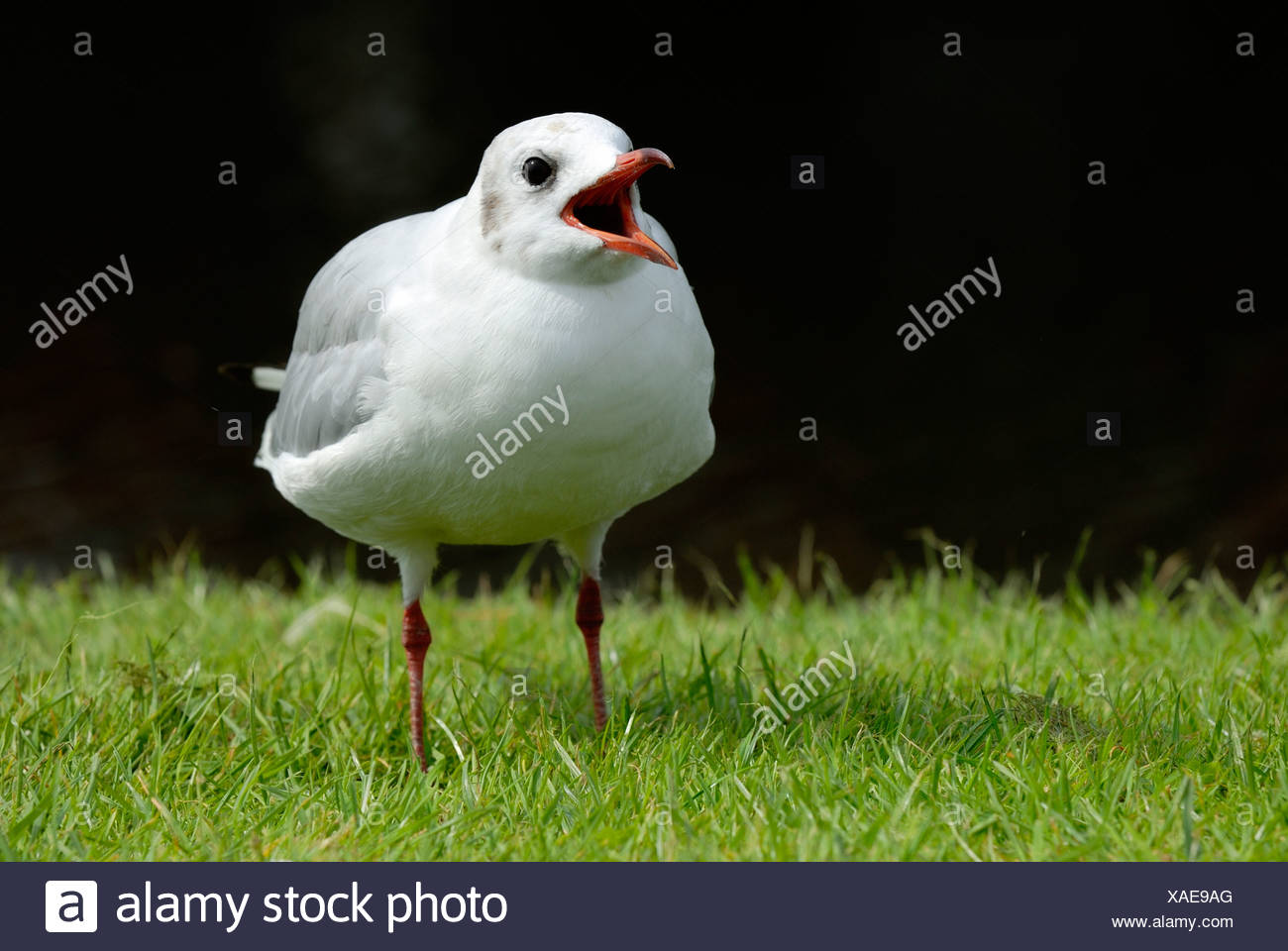 Gulls Cry High Resolution Stock Photography and Images - Alamy