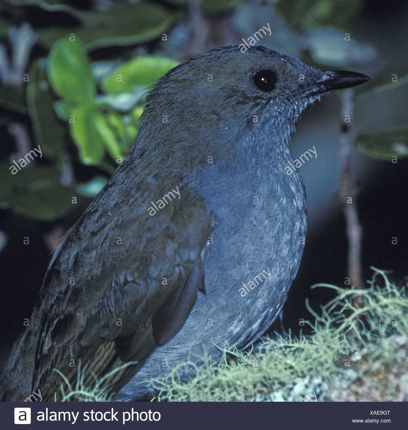 Rare Hawaiian Birds Stock Photos & Rare Hawaiian Birds Stock Images - Alamy