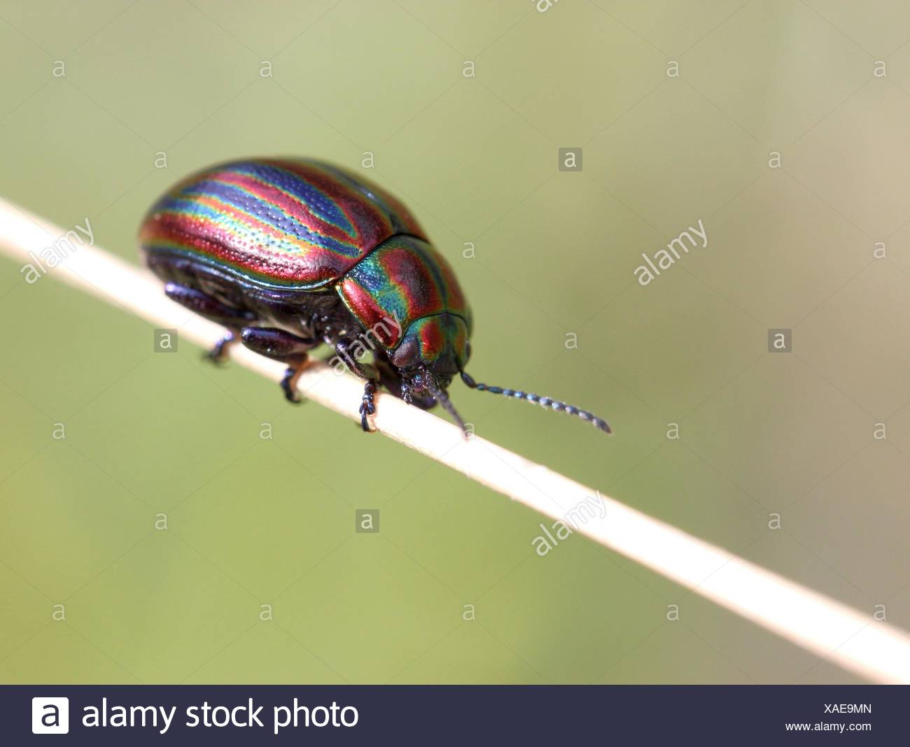 Rainbow Leaf Beetle High Resolution Stock Photography and Images - Alamy