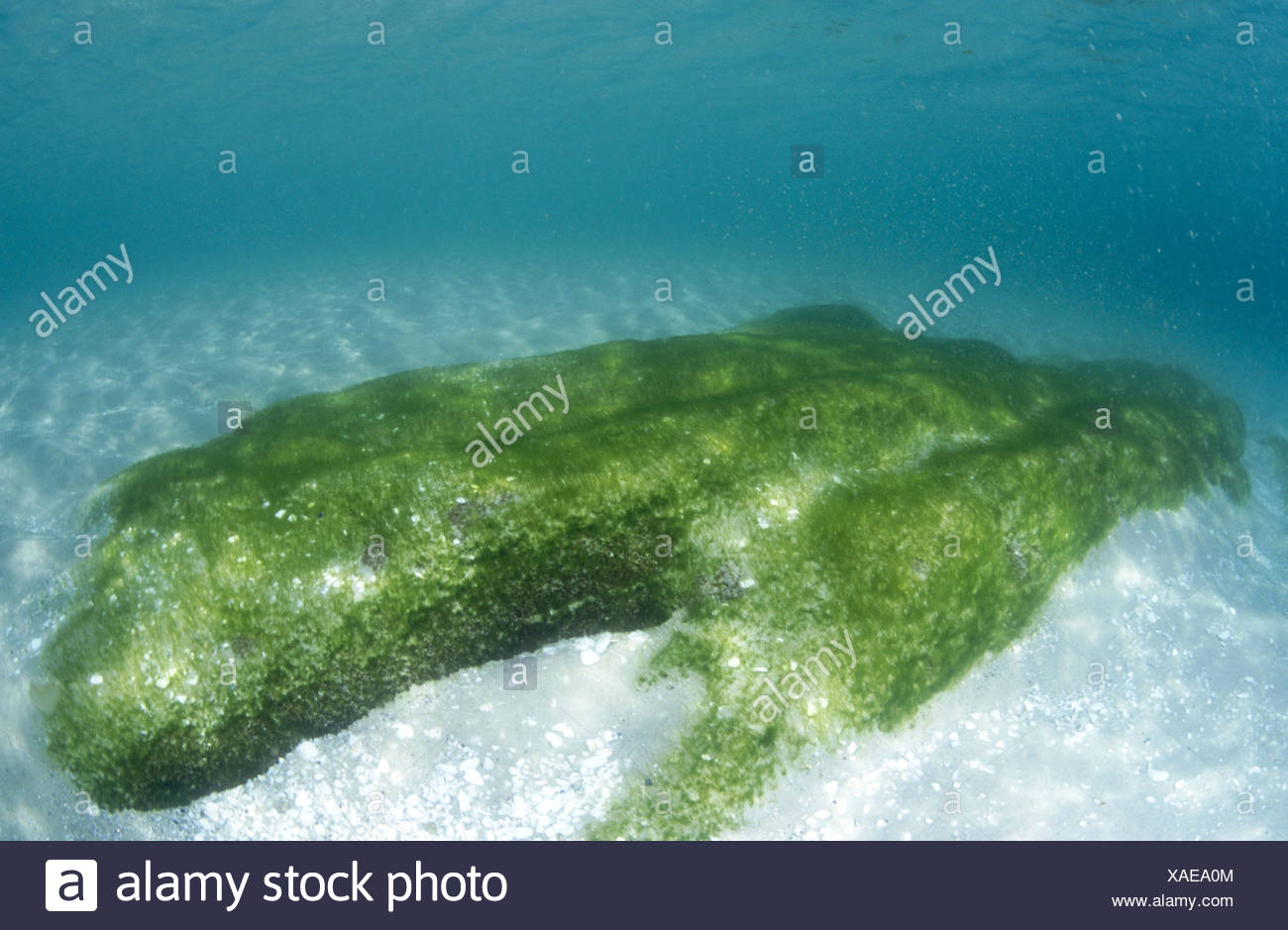 Enteromorpha Compressa High Resolution Stock Photography and Images - Alamy