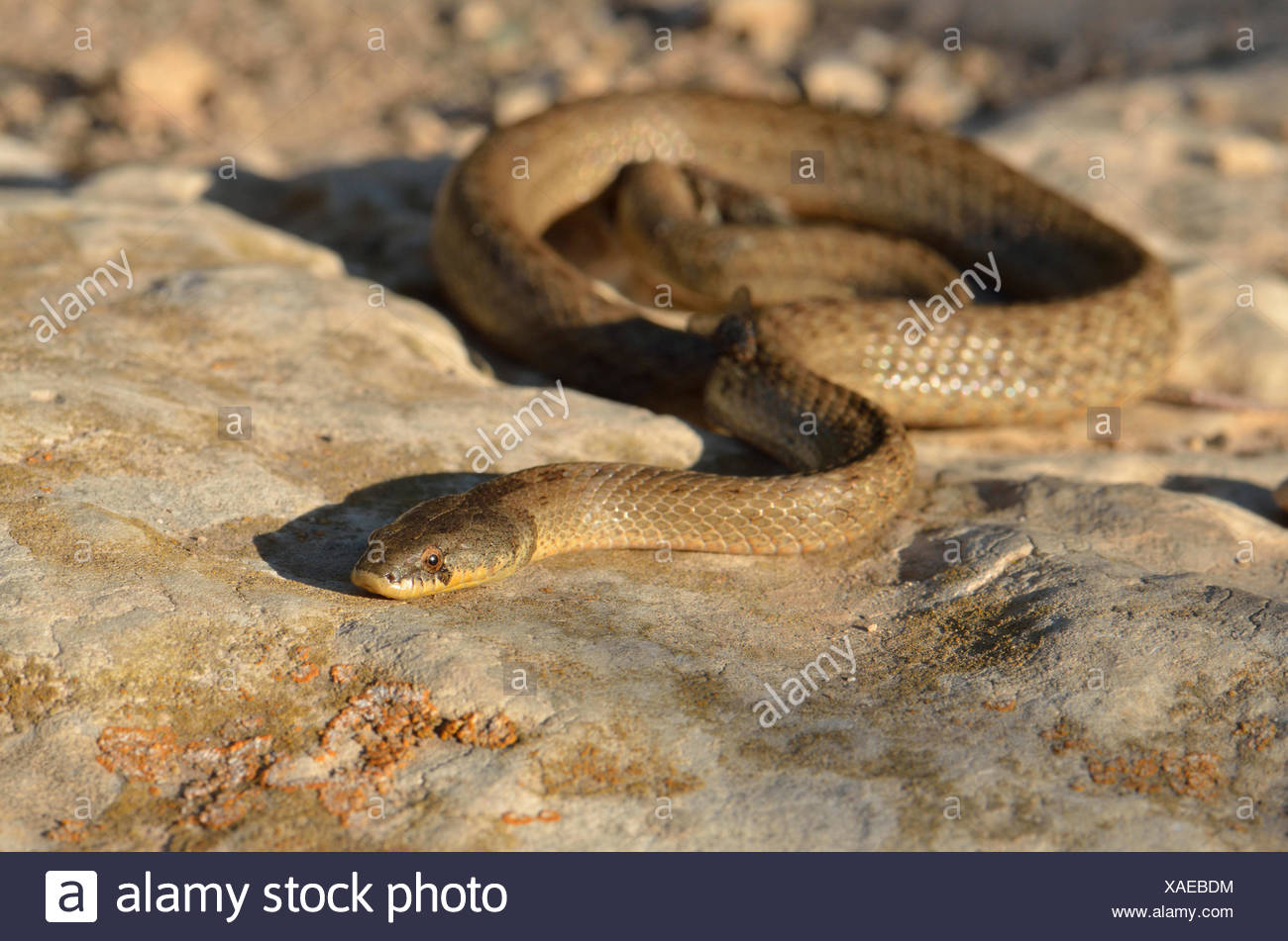 Snakes Of Spain High Resolution Stock Photography and Images - Alamy
